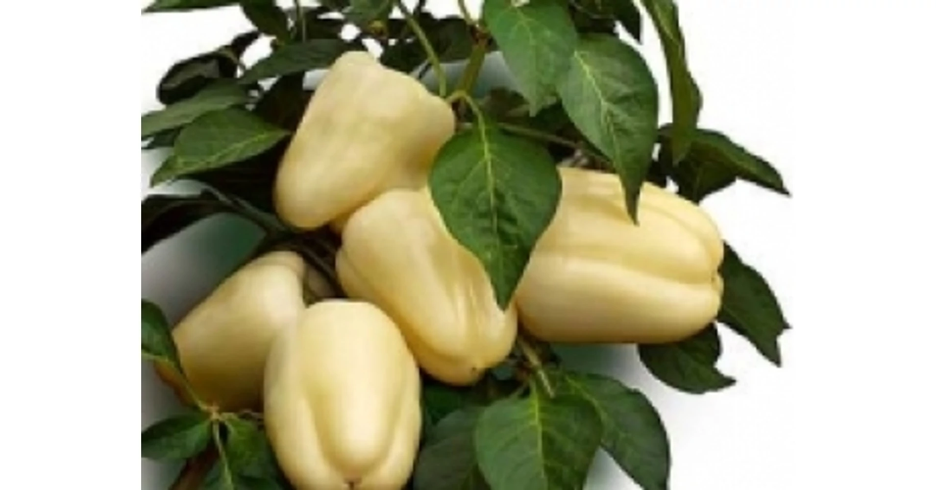 Bíbic F1 250 szem - Blocky paprika