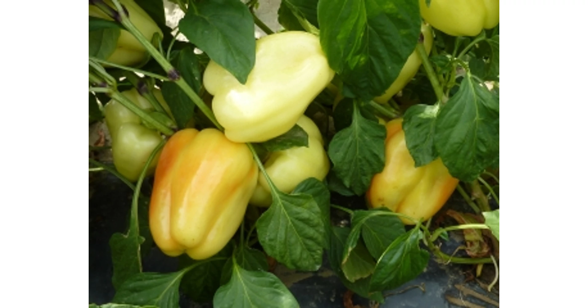 Bagoly F1 250 szem - Blocky paprika