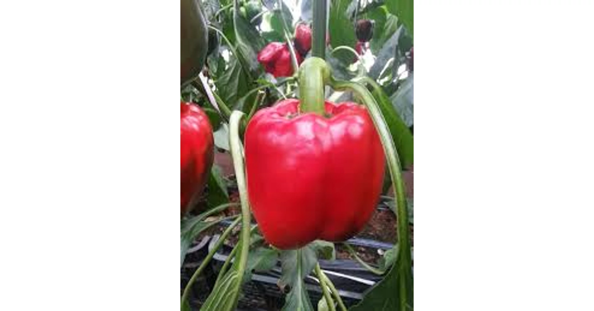 Batory F1 250 szem - Blocky paprika
