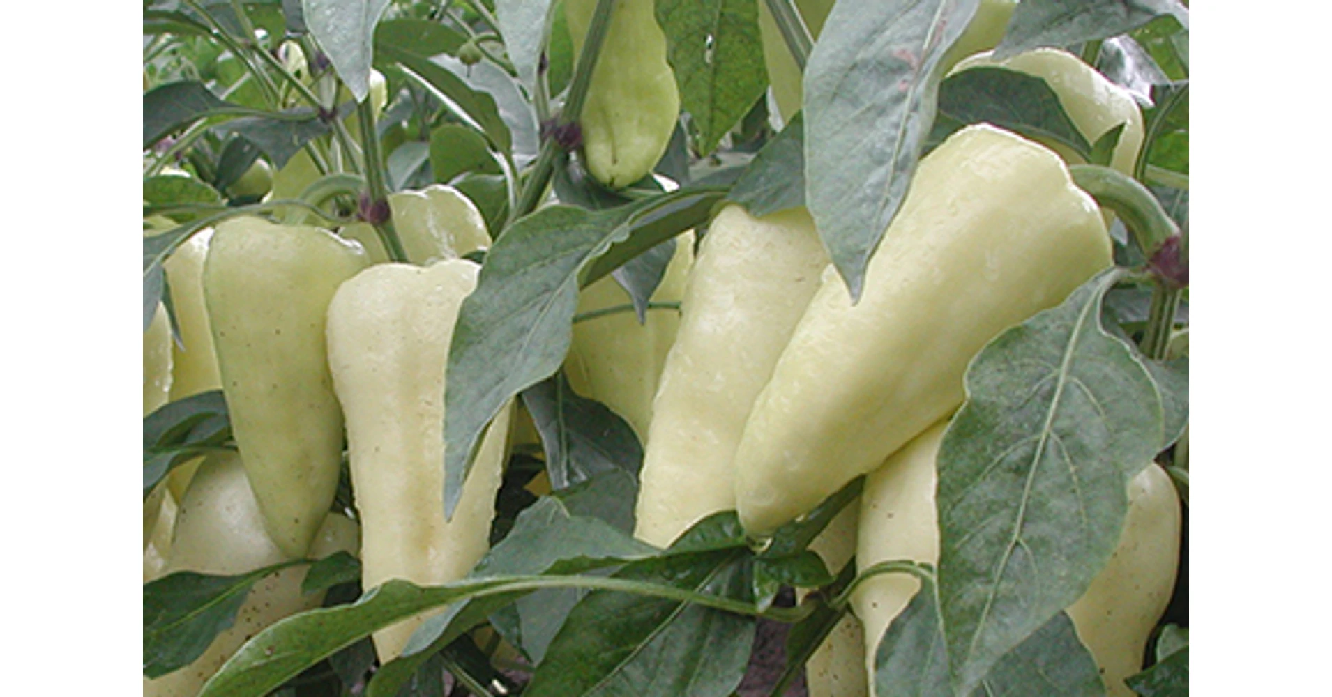 CLAUDIUS F1 500 szem - Normál paprika