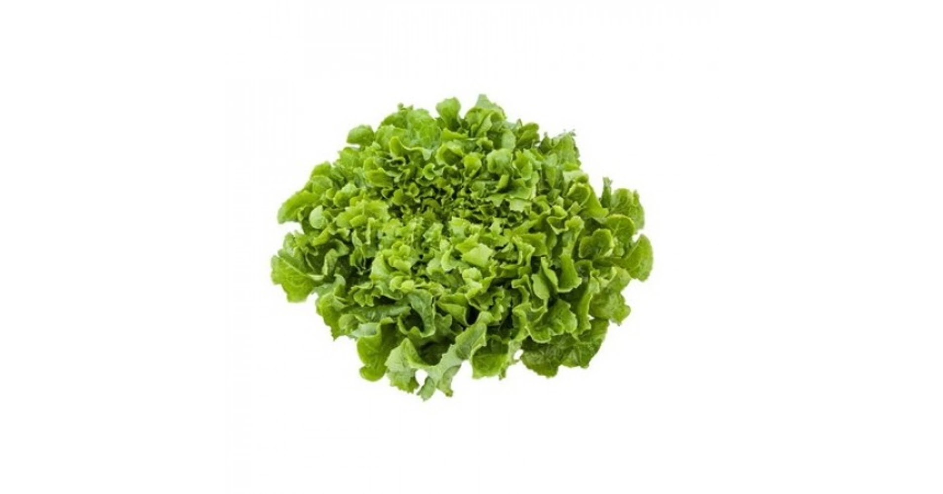 Anconi RZ 1000 szem - Endívia