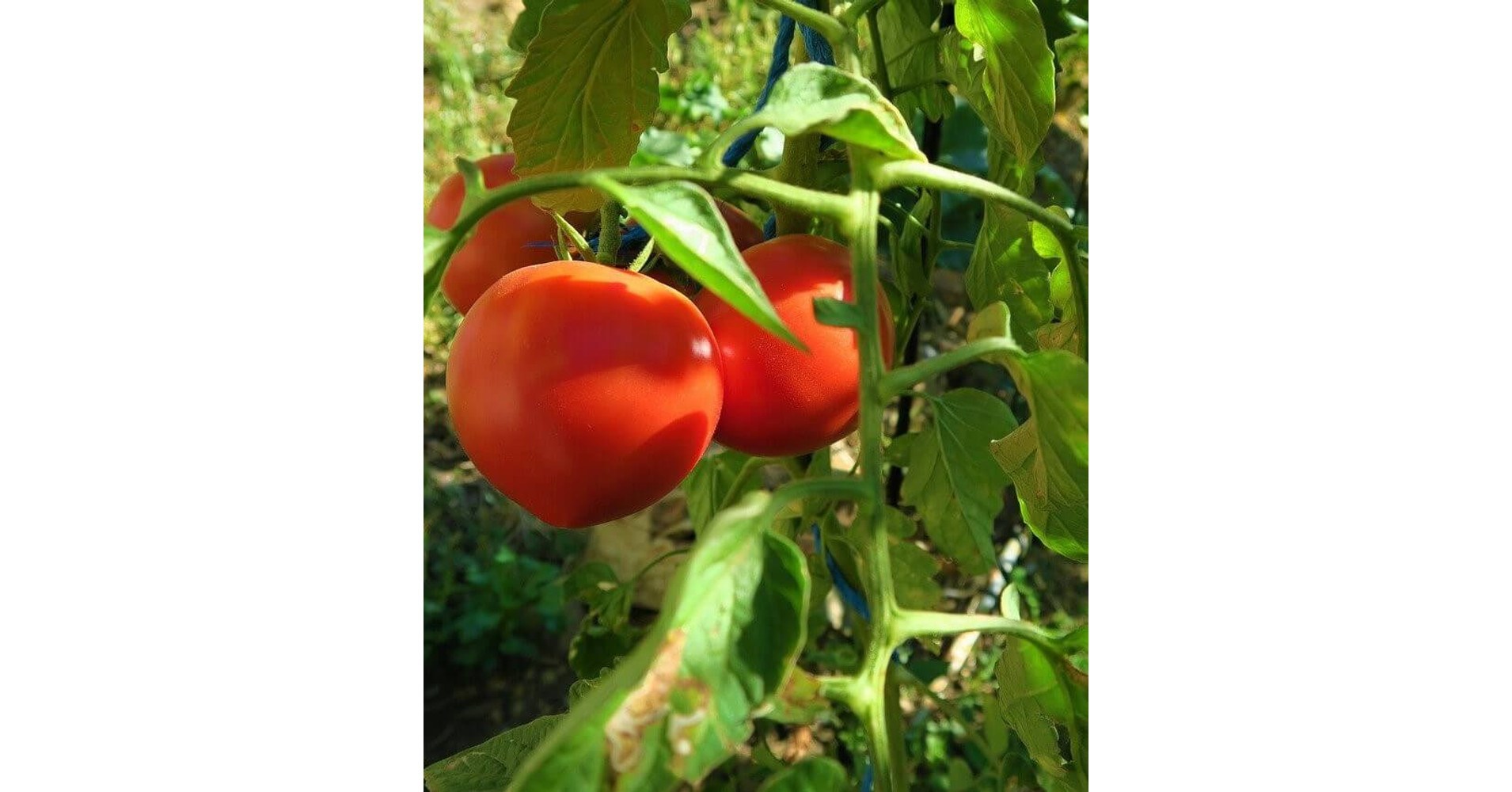 Prekos 250 szem - Paradicsom