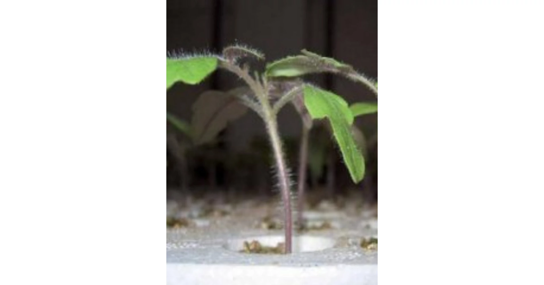 Optifort F1 paradicsom alany vetőmag 1000 szem (pillírozott) - Alany