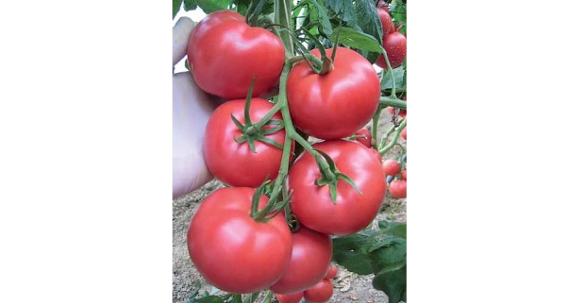 TOMIMARU MUCHOO 100 szem - Rózsaszín (pink) paradicsom