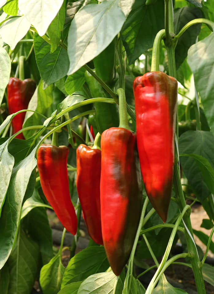 Kamor (OS 9325) F1 500 szem - Kápia paprika