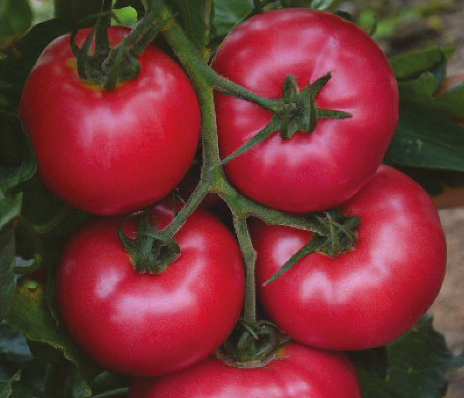 Polorosa F1 250 szem - Rózsaszín (pink) paradicsom